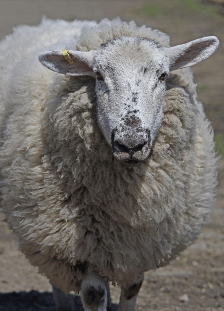 Meet the animals - Heyhead Farm
